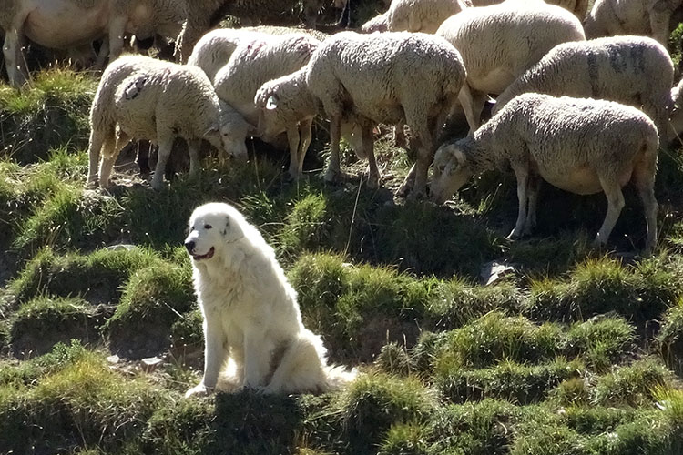 Les patous en randonnée : ce qu'il faut savoir